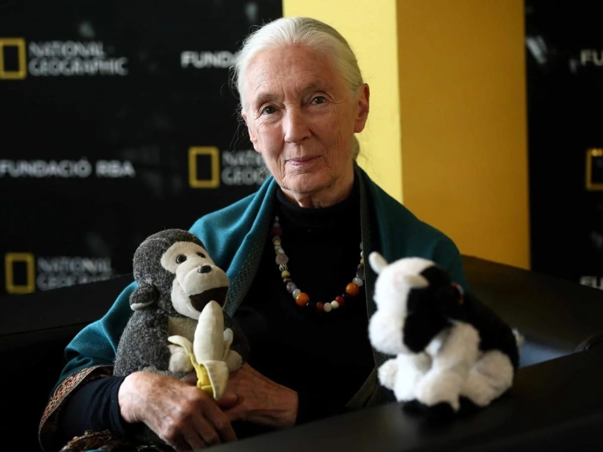 «Prefiero no hablar de la inteligencia humana. ¿Qué especie inteligente ...